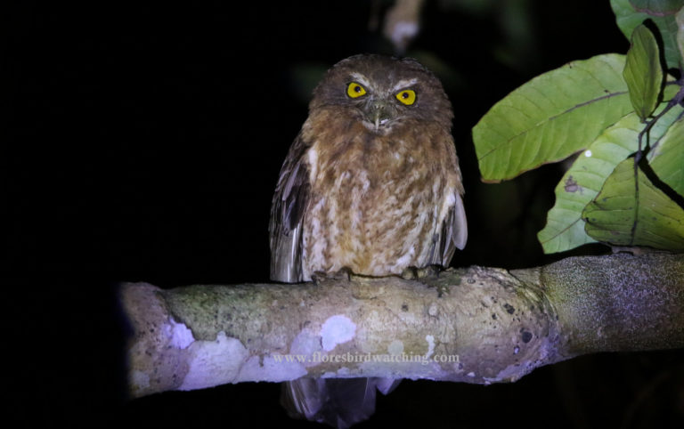 Least Boobook (Ninox sumbaensis) - Flores Bird Watching