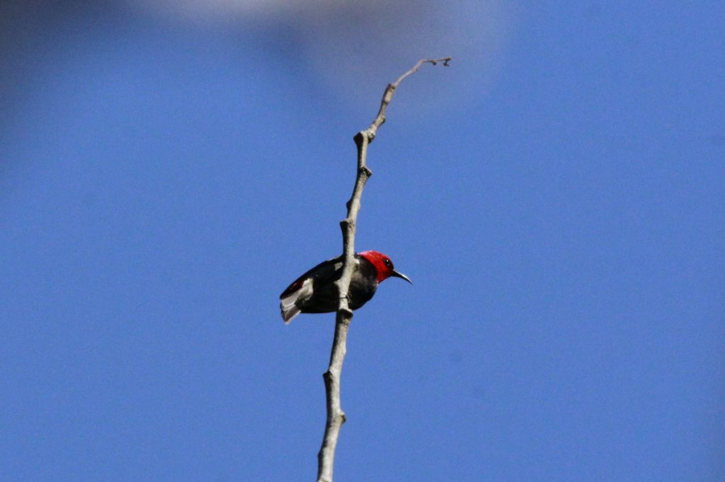 Meet Endemic Birds of Sumba Island - Flores Bird Watching
